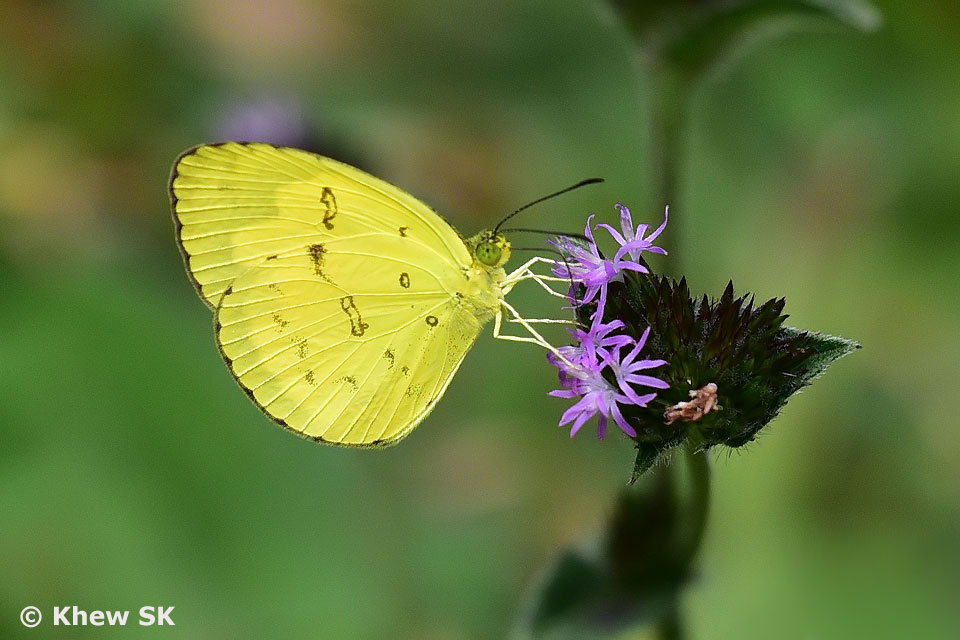 Butterflies of Singapore: Favourite Nectaring Plants #12