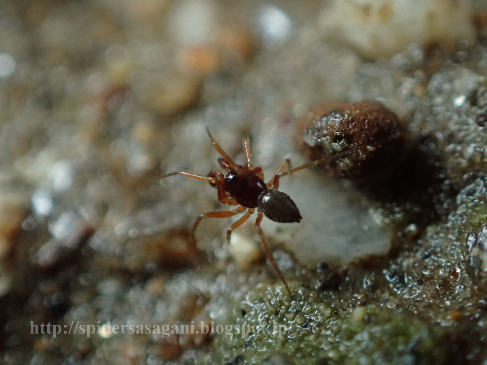 細蟹屋: ノコギリヒザグモ