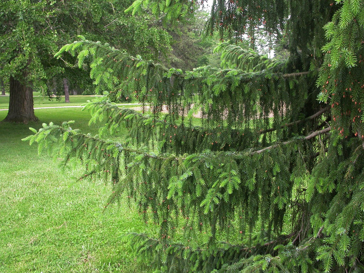 Trees Planet: Picea abies - Norway Spruce