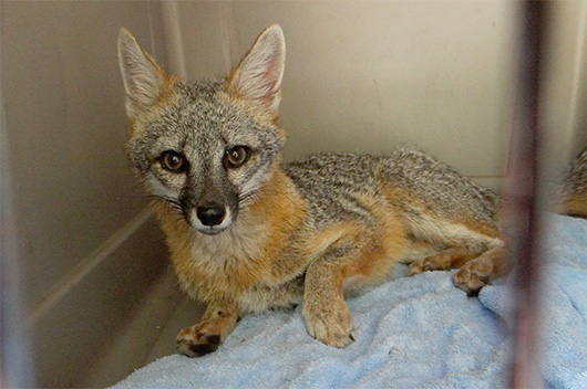 Wildlife Emergency Services blog: Sick adult fox rescued