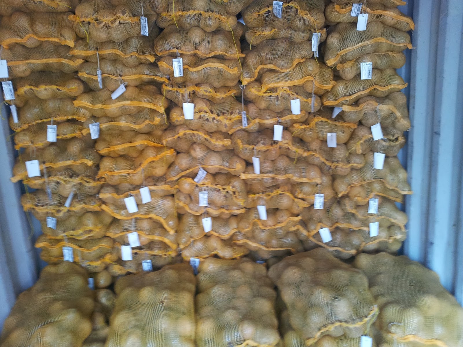 Dehusked Coconuts from Guyana,South America: Coconuts