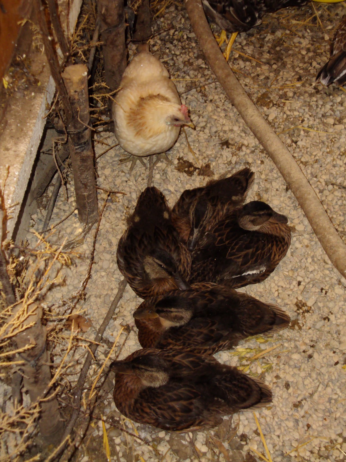 Zona Iluminada: agosto 2012