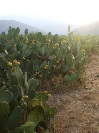 La Tuna ~ Festival de la Tuna - Til Til