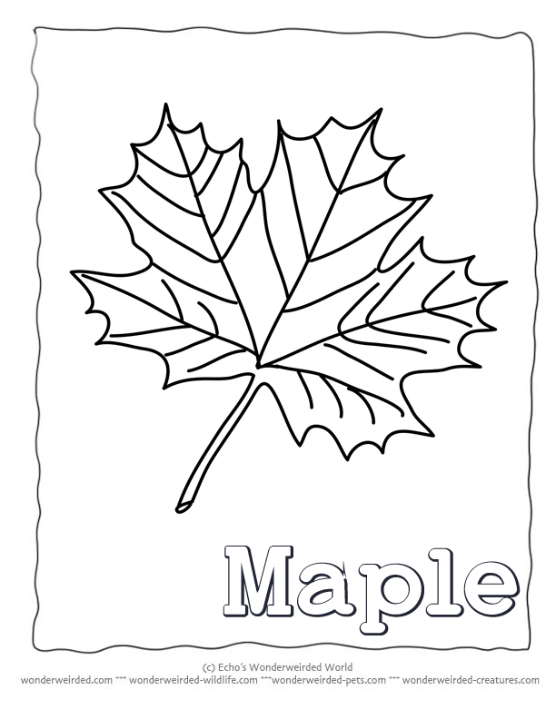 Kids Page: Maple LeafOur Collecting With Coloring Pages