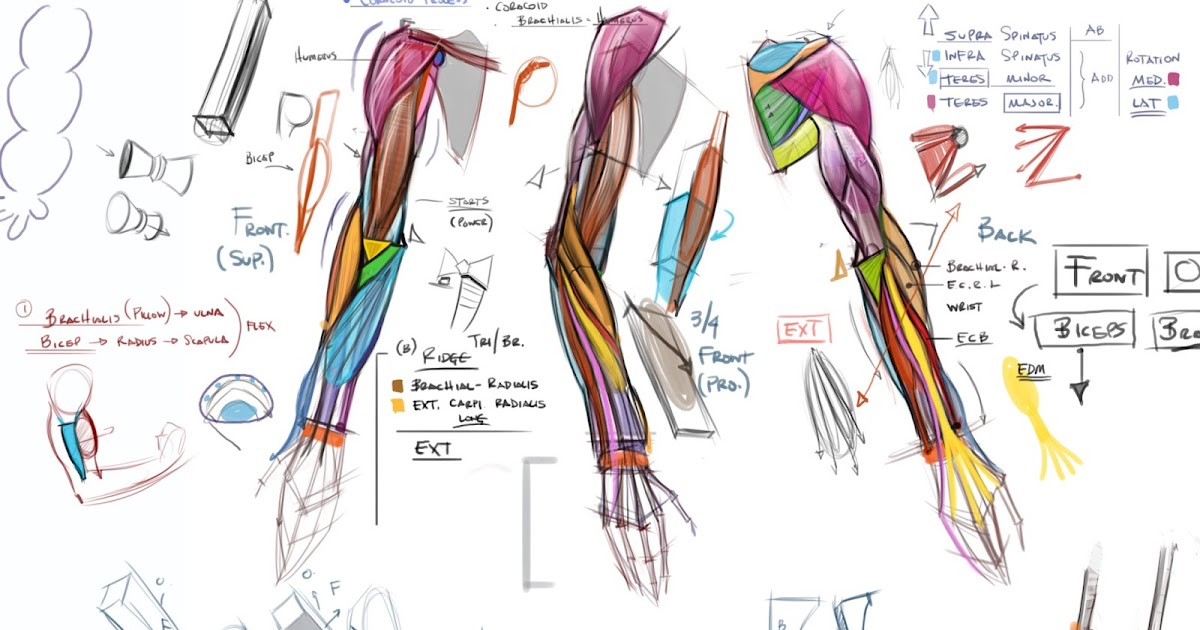 figuredrawing.info news: Guest Instructor at Anatomy tools!