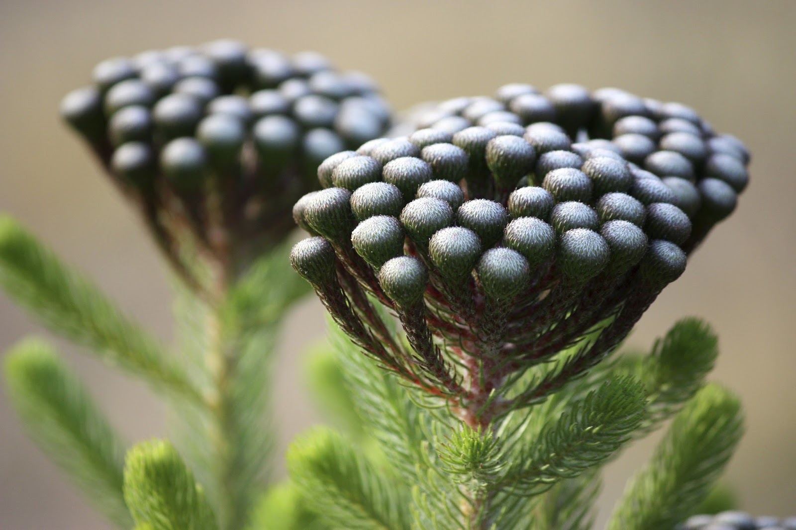Swallows Nest Farm: February Flowers