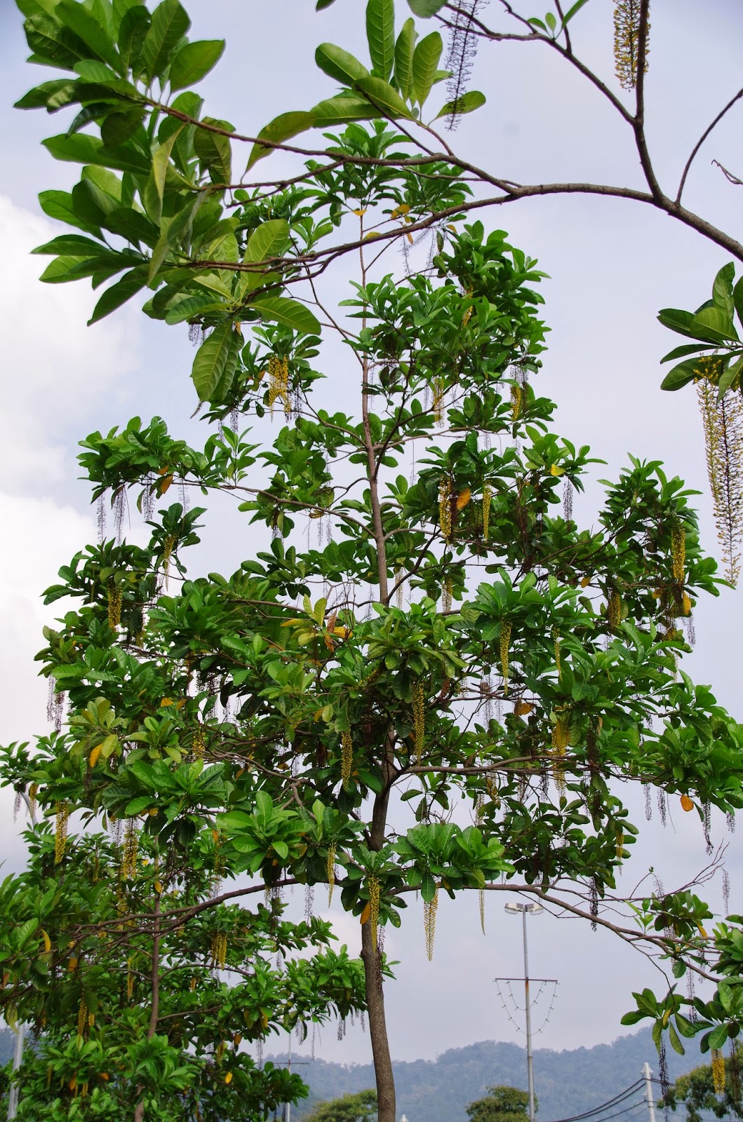 Trees and Plants: Golden Chain (Lophanthera lactescens)(Lanterneira)