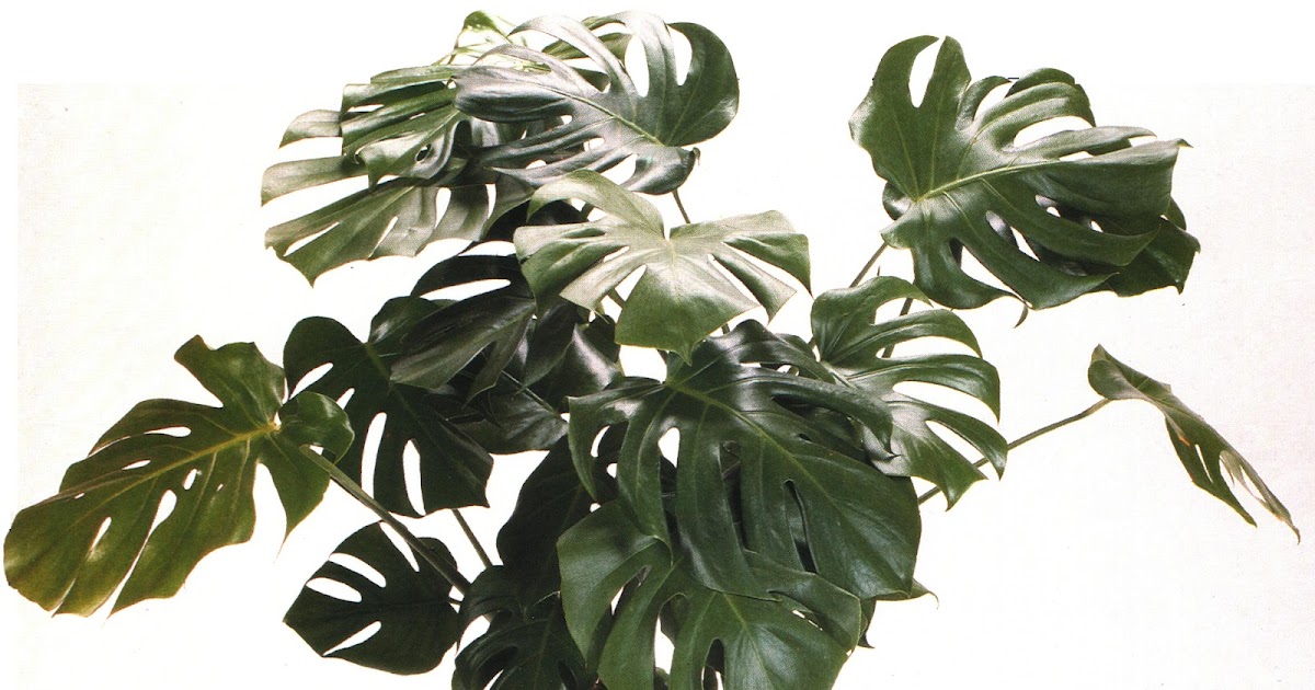 Монстера деликатесная:ДомОстройка