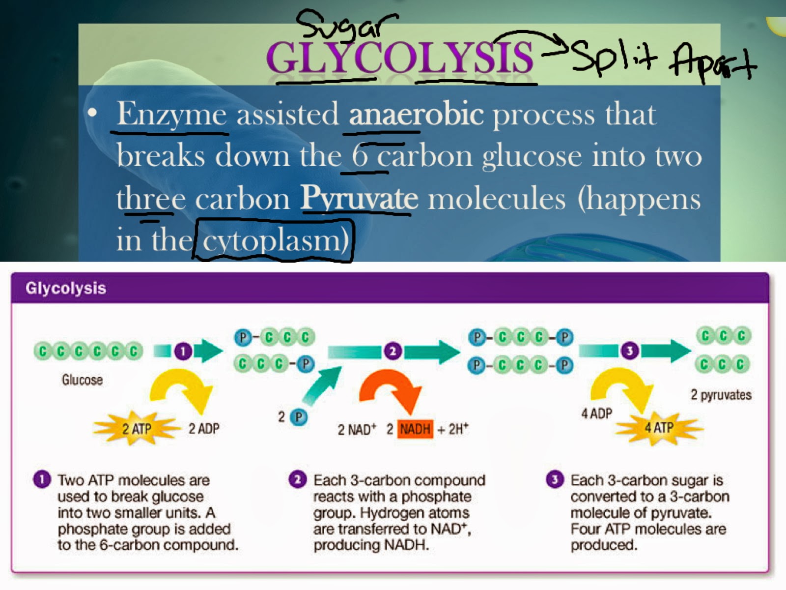 EC Honors Biology: Cellular Respiration Intro