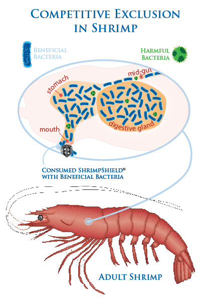 Application of Probiotics in Shrimp Aquaculture