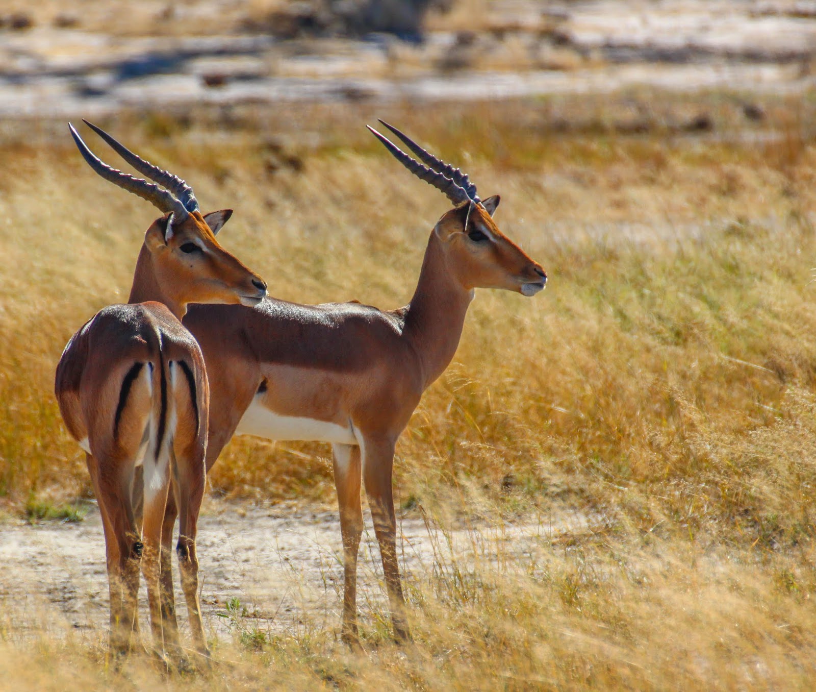 Cannundrums: Common Impala
