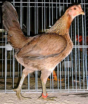 Breed Savers: Standard Old English Game Fowl
