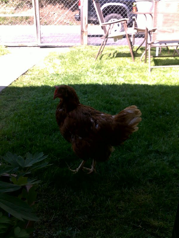 Respect Life Eat Veggies: Gaia Chickens 1st Vet Appointment, Chicken ...