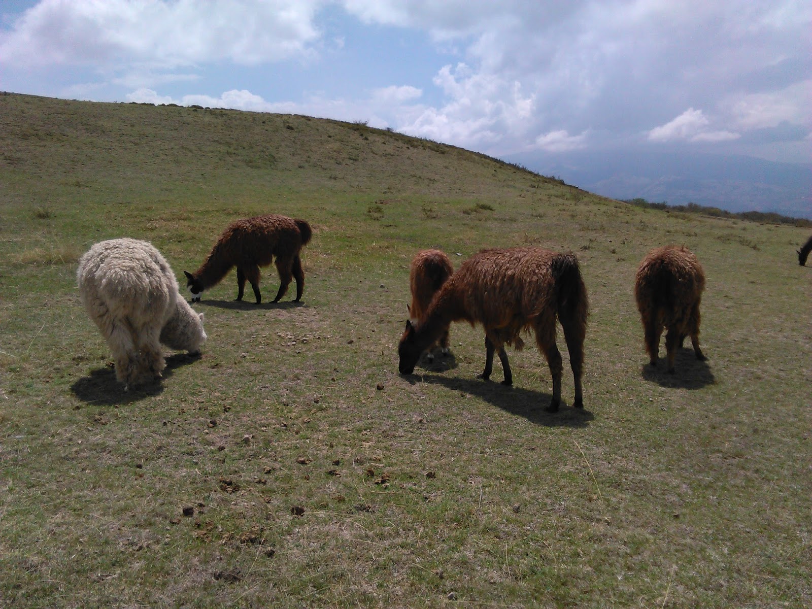 Parque Arqueológico Cochasquí: 7. FLORA Y FAUNA