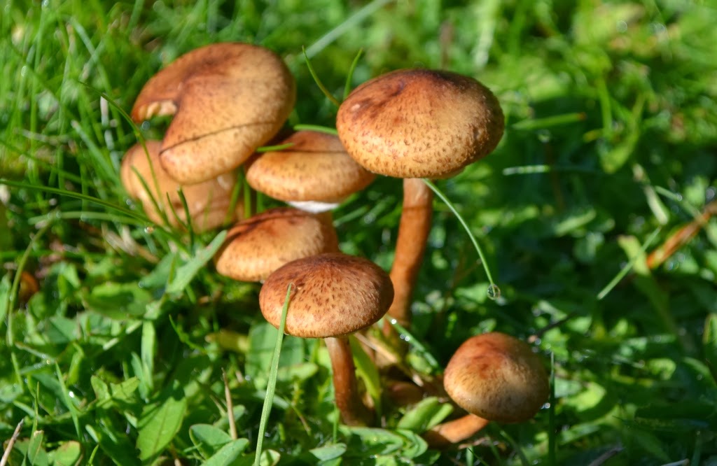 Den gamle skolen: Tid for sopp