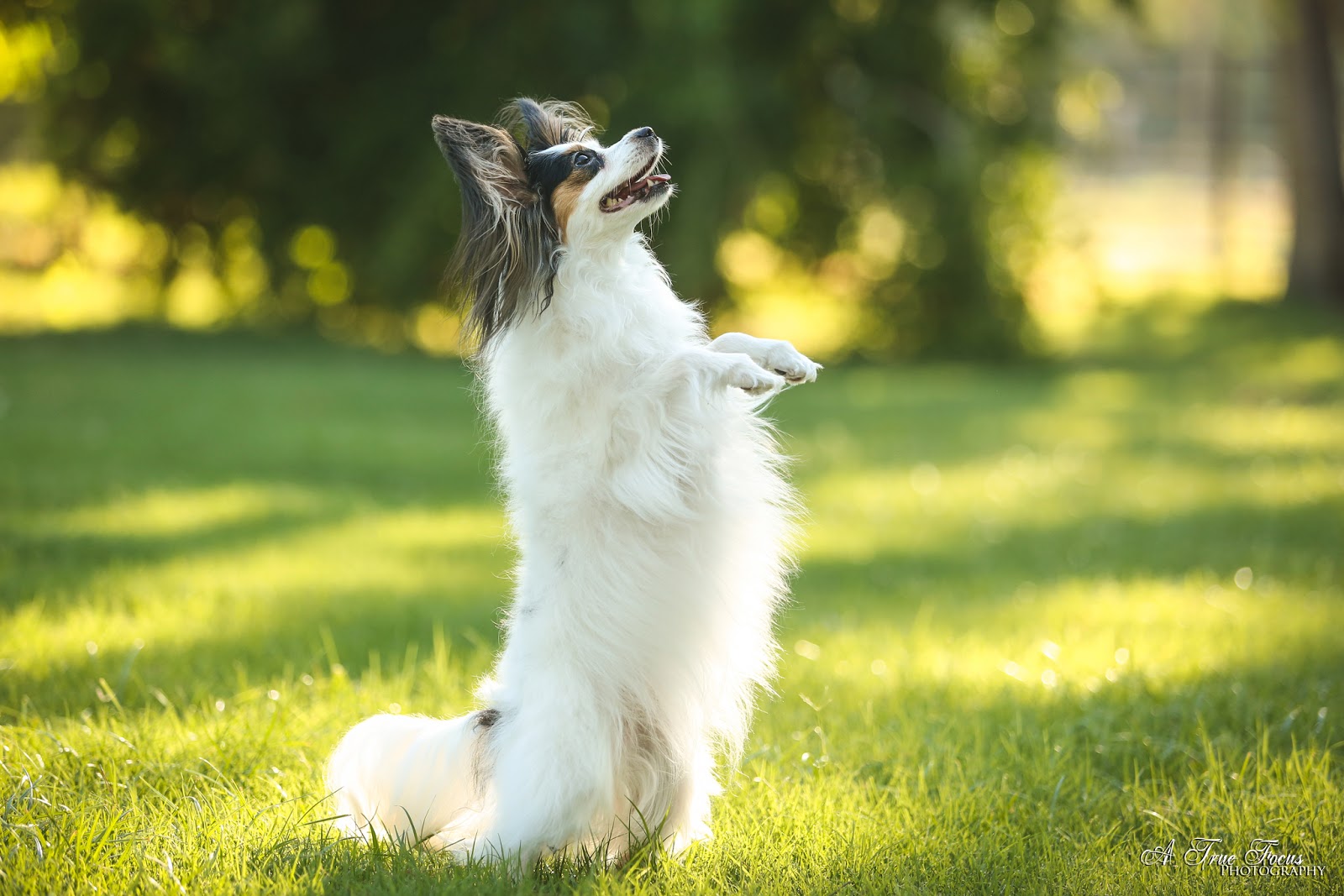 A True Focus Photography: Gypsy {dog and pet photography}