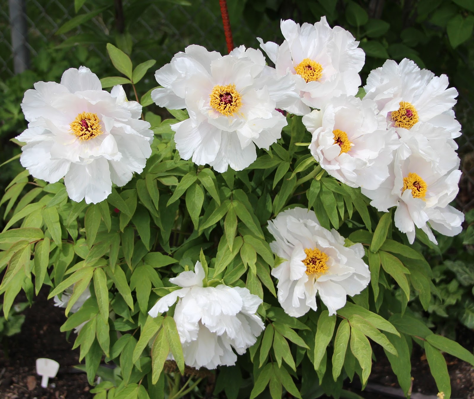 TREE PEONIES - The Queens of the spring garden - Sowing the Seeds