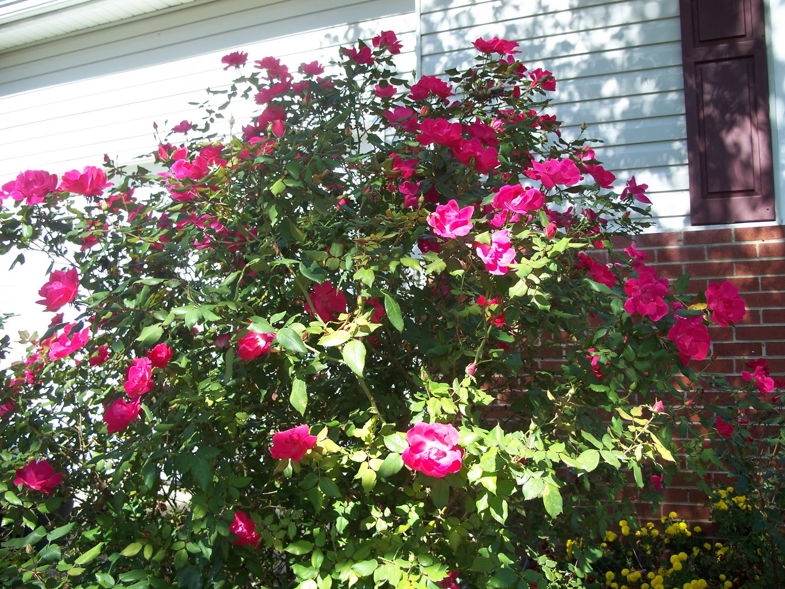 Garden Chick - in My Garden: Knock Out Roses