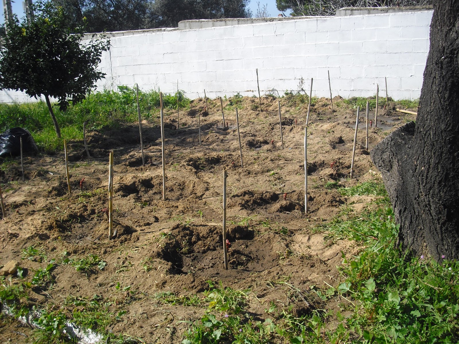 delacepaalacopa: Plantación de una viña
