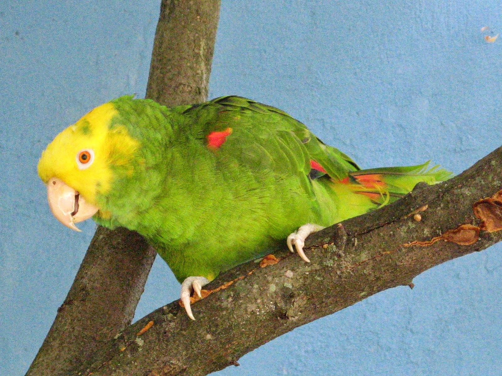 World Bird Sanctuary: Talking Birds: Fact vs. Fiction