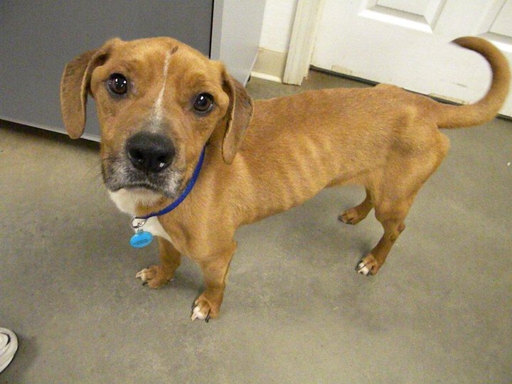 Mostly Mutts: Mutterings From the Mutts