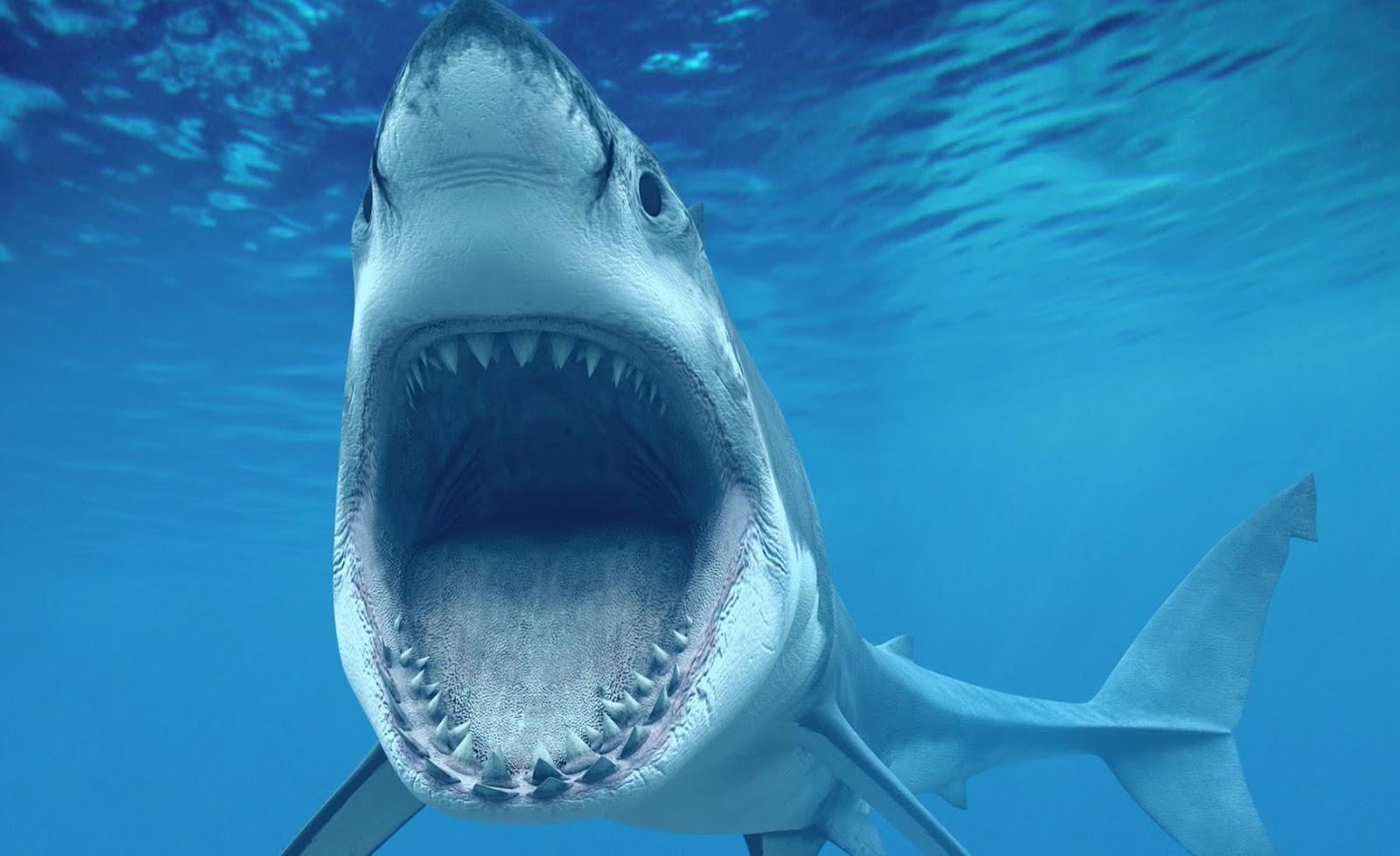 Animals Classifications