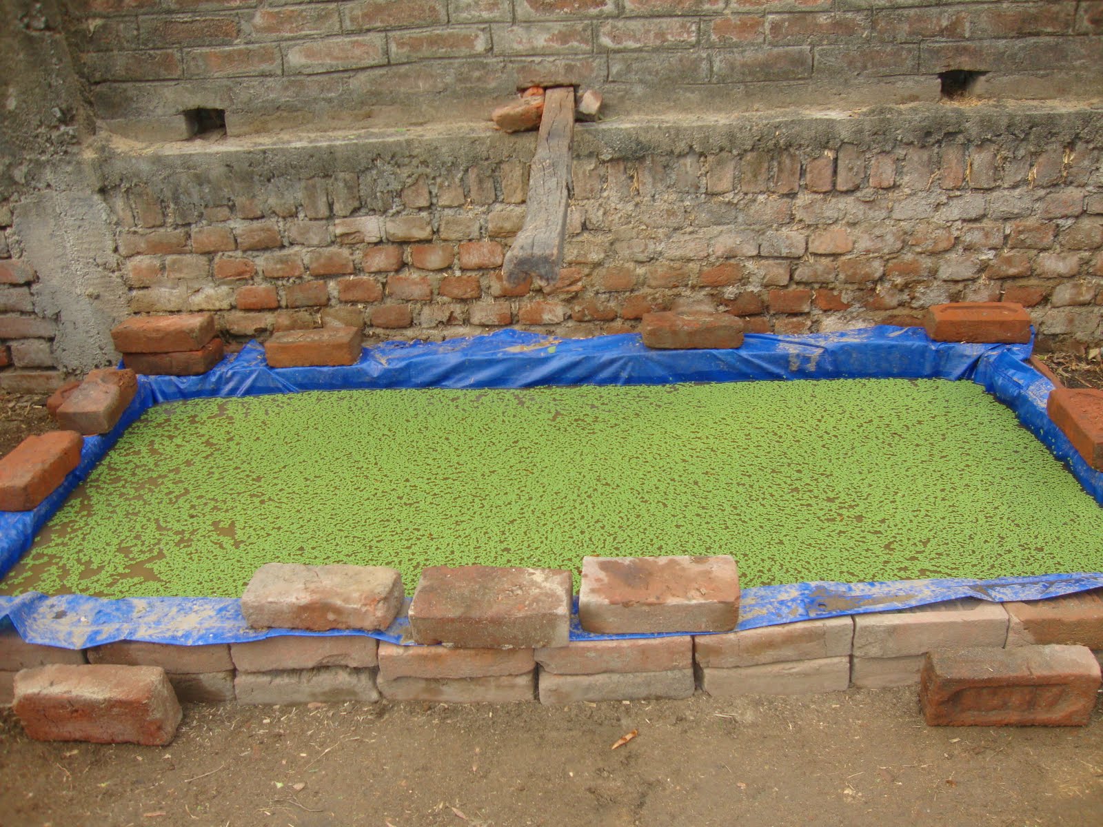 azolla as cattle feed