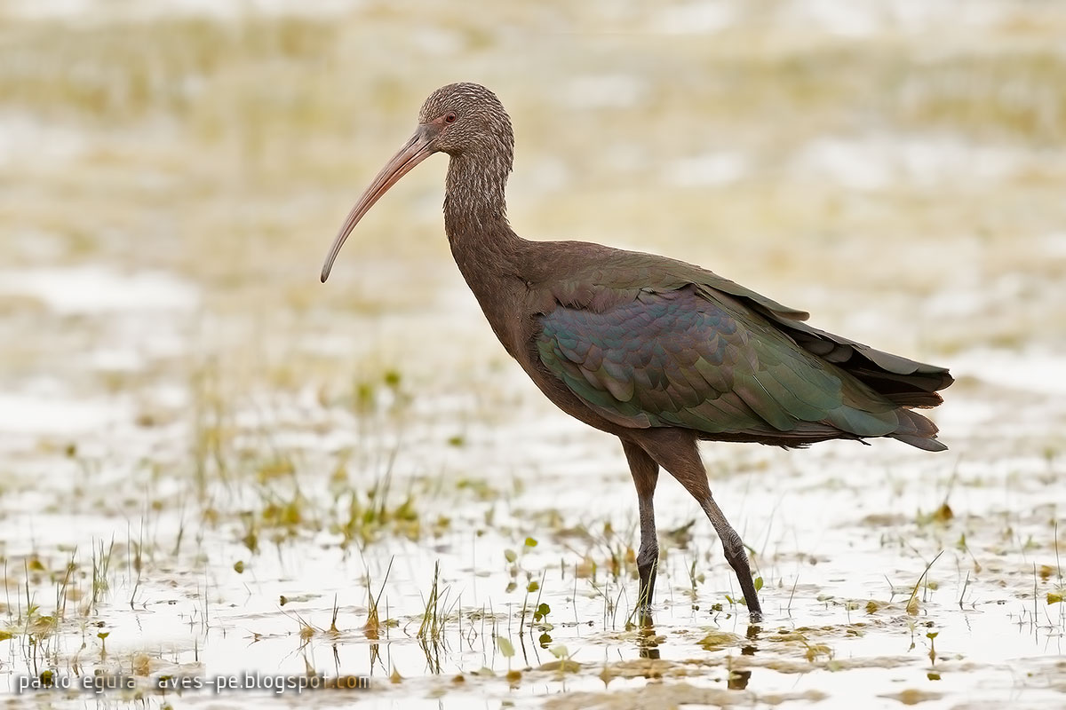 mis fotos de aves: Plegadis ridgwayi Cuervillo Puneño Puna Ibis