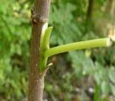 Métodos de reproducción:Siembra: semillas, estaca injertos acodos.