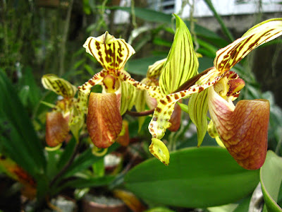 Paphiopedilum supardii orchid plant care and culture | Travaldo's blog