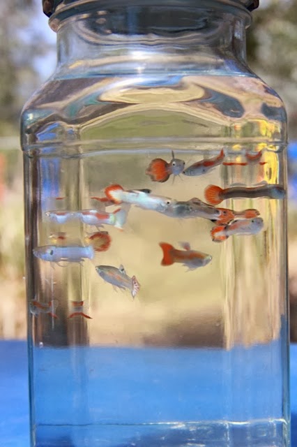 Endlers guppy | aquaponics diy