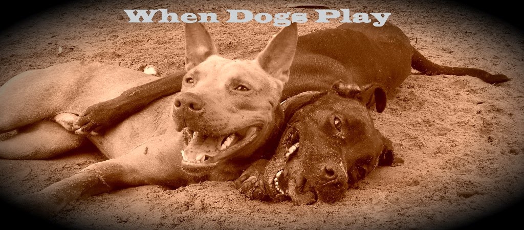 When Dogs Play Talking On The Radio About Shelter Dog Playgroups when-dogs-play-talking-on-the-radio-about-shelter-dog-playgroups