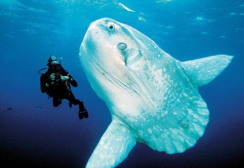 Amazing World Facts: Fastest Heaviest And Largest Fish On The Earth