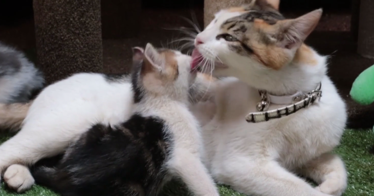 A reprodução dos gatos - FofuraCat