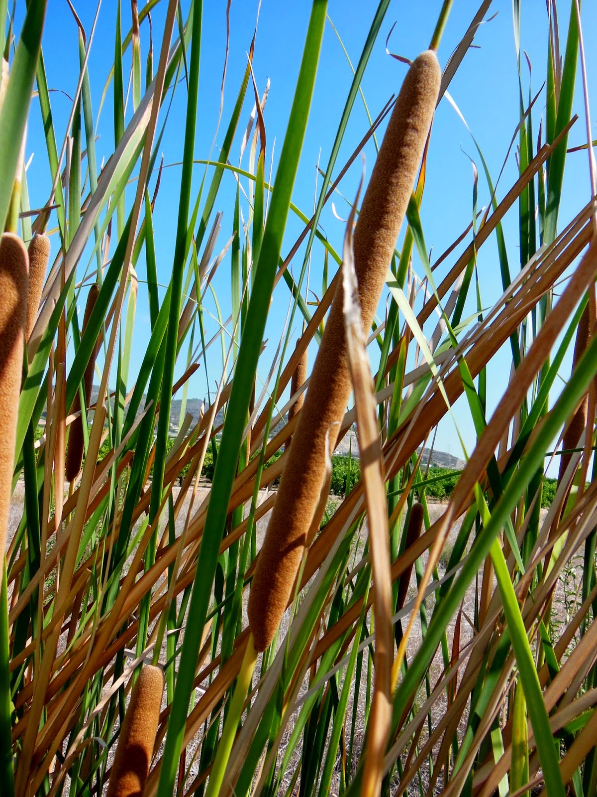 naturconsejos: ANEA (Typha latifolia).