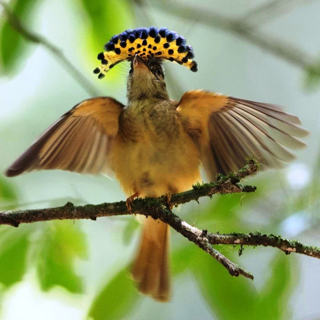 AMAZONIAN ROYAL FLYCATCHER photos - wallpapers (ανανεωμένο) | the fun bank
