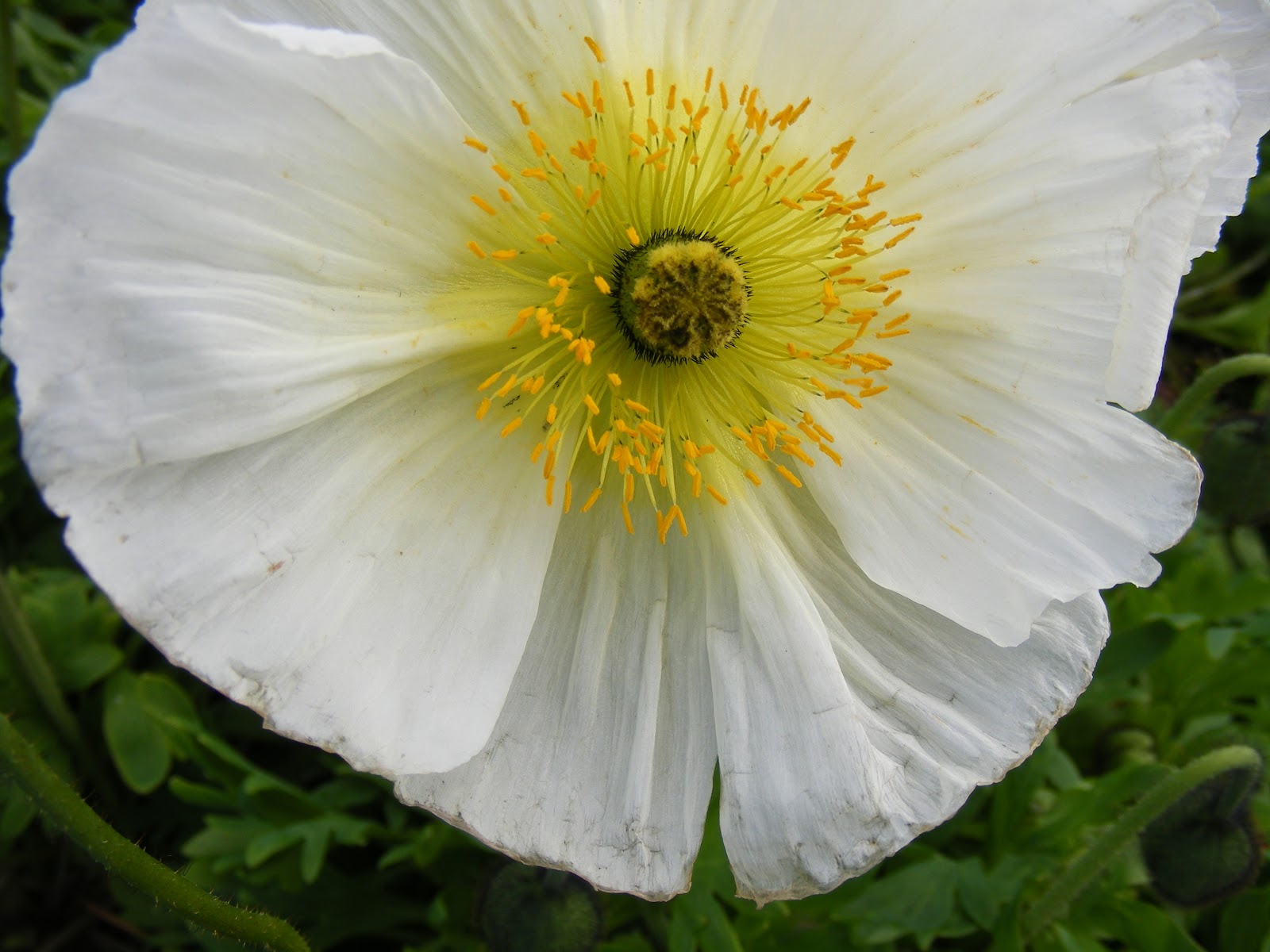 photographing New Zealand: poppy