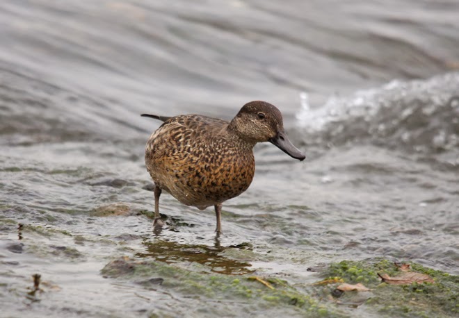 BIRDING - Kyoto, Kansai and Japan: dabbling ducks