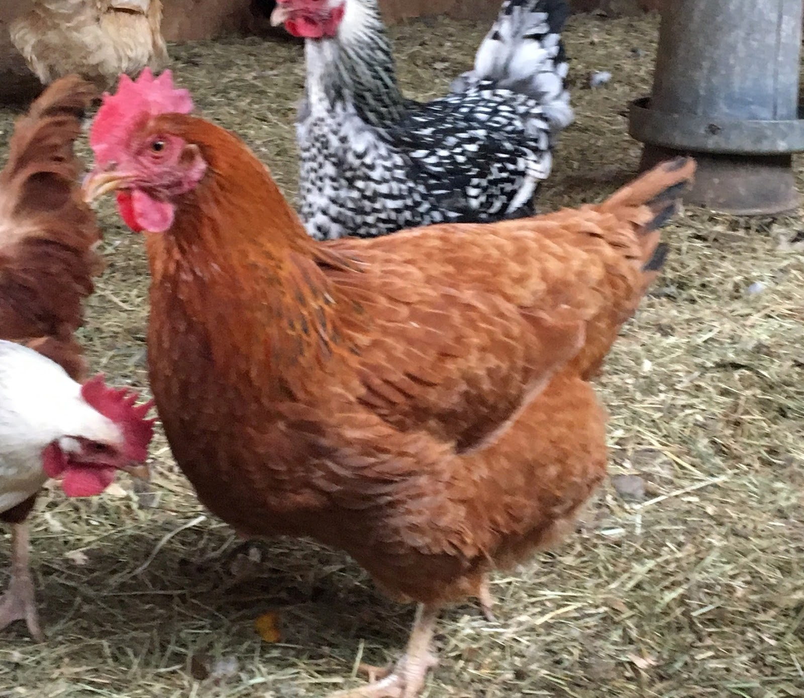 The Patchery Menagerie: Chickens, Real Ones