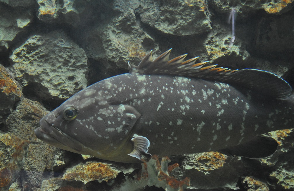 ZOOTOGRAFIANDO (6.100 ANIMALS): MERO / DUSKY GROUPER (Epinephelus ...