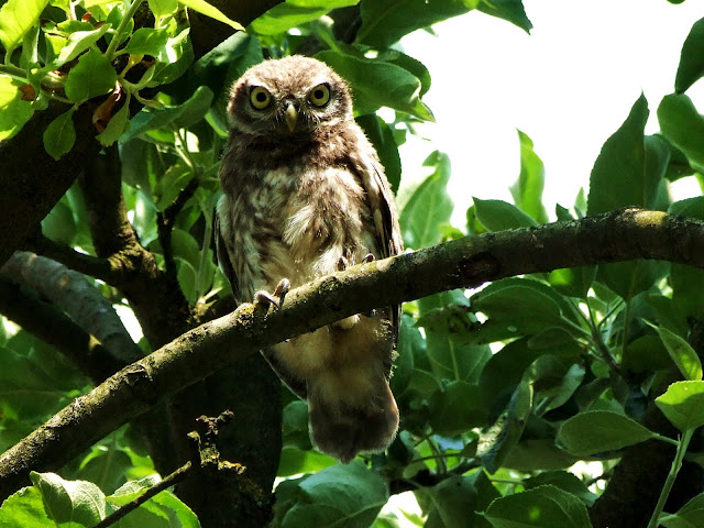 Lumea vieţuitoarelor: Cucuveaua ( Atbene noctua )