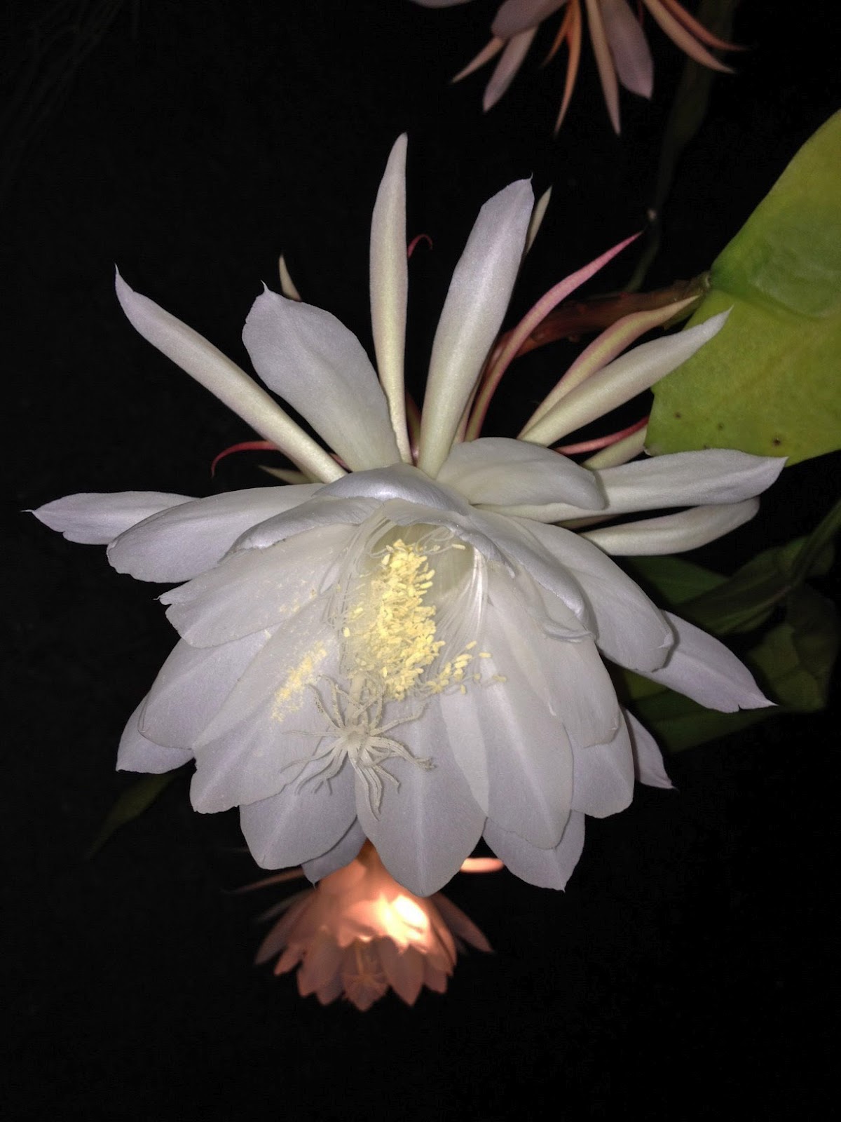 MARIETTE'S BACK TO BASICS: {Night Blooming Cereus (Epiphyllum ...