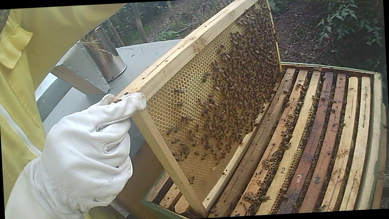 Il fantastico mondo delle api-: Covata in crescita su tutti gli alveari!