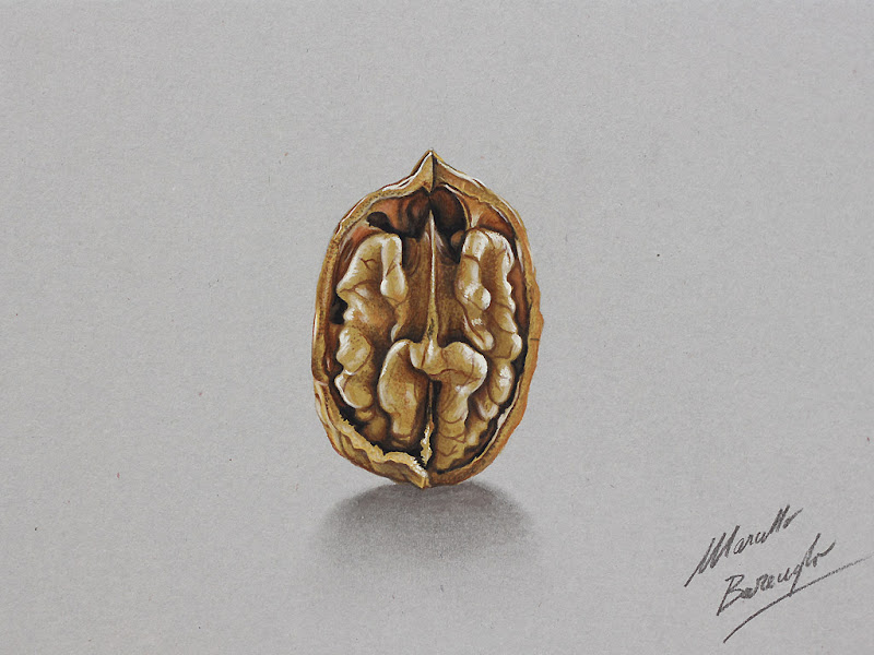 Walnut drawing - Marcello Barenghi
