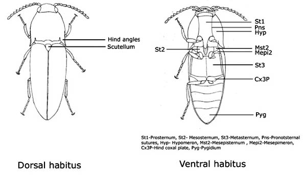 click beetle: Coleoptera: Elateridae