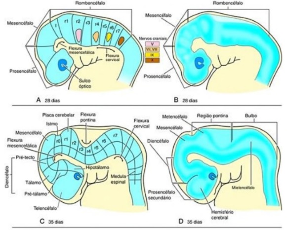 Sistema Nervoso - Part I | ssdocorpohumano