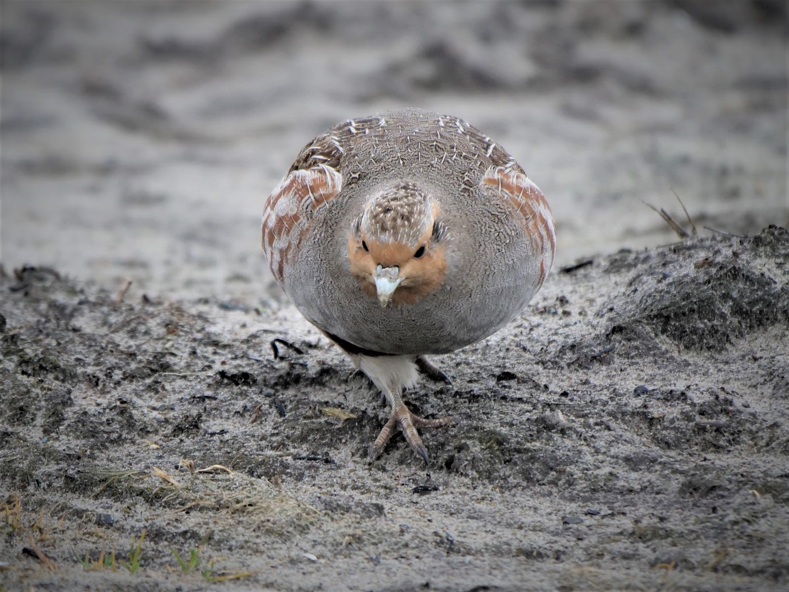 (AWD)....... AMSTERDAMSE WATERLEIDINGDUINEN: Patrijs