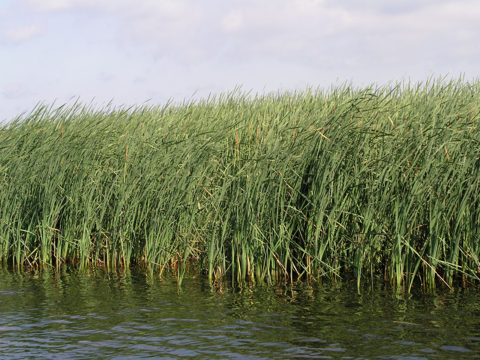 Notes: The Trouble with Thypha (Cattail)