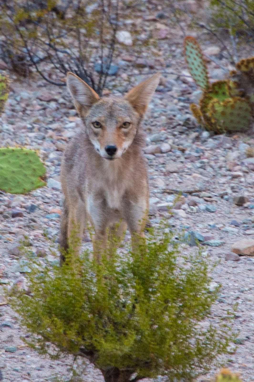 Kissack Adventures: Coyote .... Up Close And Personal