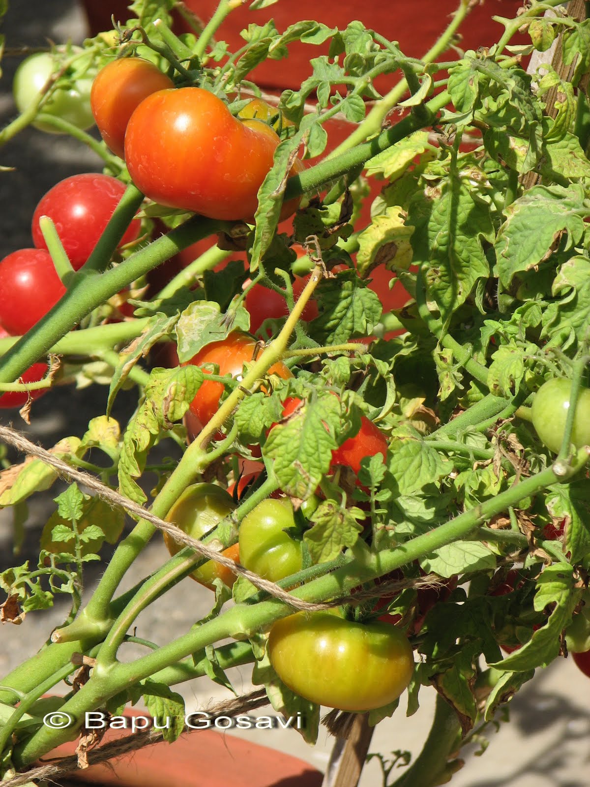 Lycopersicon esculentum, Tomato, Tamatar, Tamata | Flowering Plants and ...